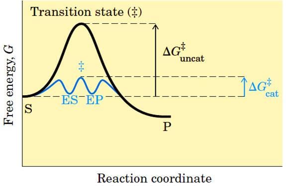 Enzyme II Mechanism Of Enzyme Action ES Complex Transition State Enzyme II Mechanism Of Enzyme Action ES Complex Transition State