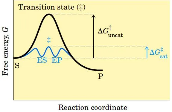 Activation Energy Diagram Transition State Introduction To Molecular