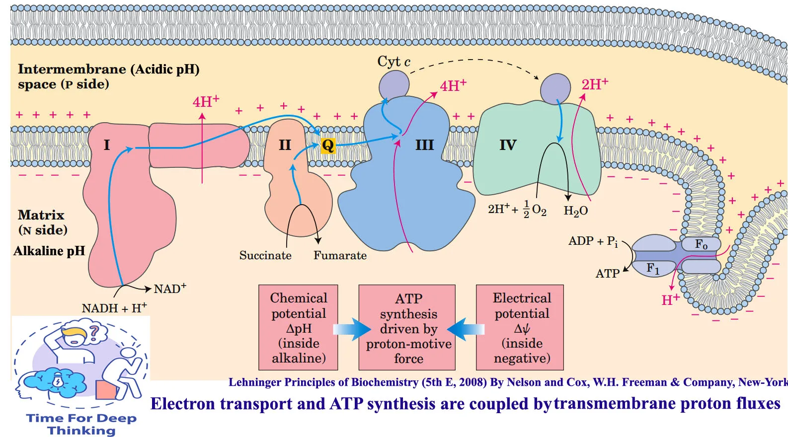 Oxidative Phosphorylation Steps Ppt